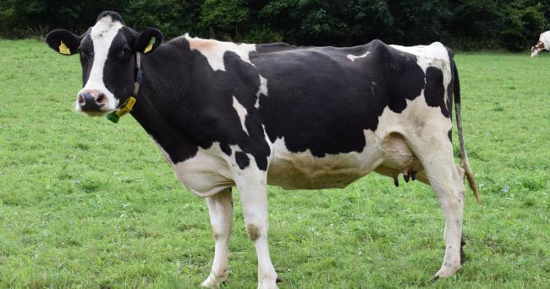 12 Nama-Nama Hewan dari Huruf S Bahasa Indonesia | Popmama.com