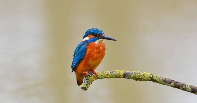 500 Nama Burung yang Bagus dan Hoki Inisial A-Z | Popmama.com