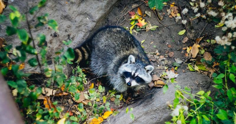 10 Nama-Nama Hewan dari Huruf R Bahasa Indonesia | Popmama.com