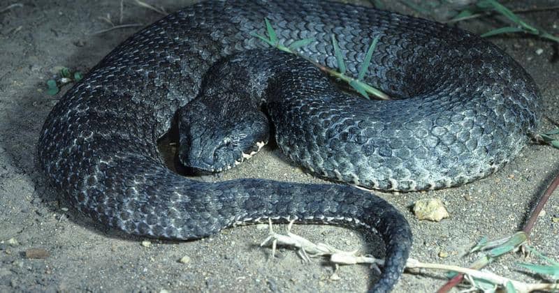 10 Ular Paling Berbahaya di Dunia | Popmama.com