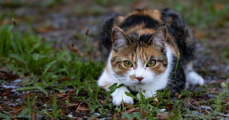 226 Ide Nama Kucing Pembawa Rezeki Inisial N-Z | Popmama.com