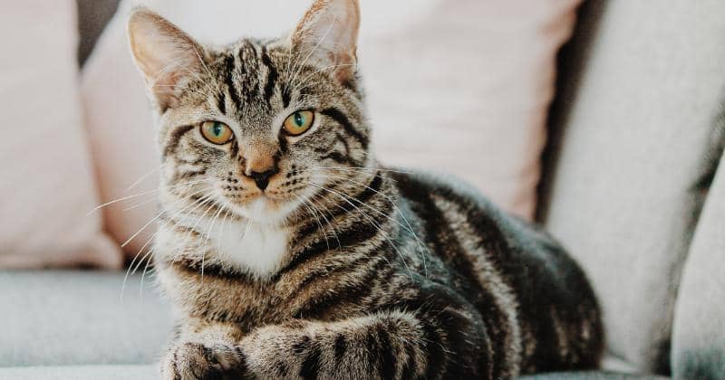 226 Ide Nama Kucing Pembawa Rezeki Inisial N-Z | Popmama.com