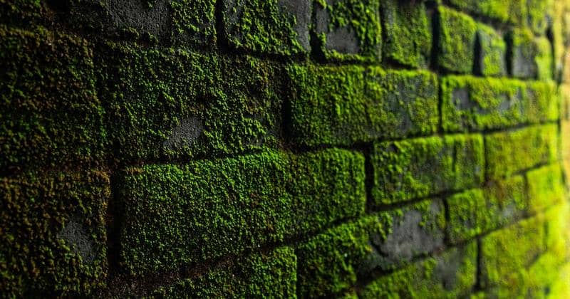 12 Cara Membersihkan Lumut di Rumah, Mudah dan Sederhana | Popmama.com