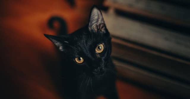 10 Fakta Menarik Kucing Hitam, Jadi Jimat Keberuntungan | Popmama.com