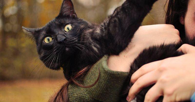 10 Fakta Menarik Kucing Hitam, Jadi Jimat Keberuntungan | Popmama.com