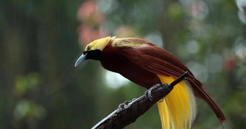 500 Nama Burung yang Bagus dan Hoki Inisial A-Z | Popmama.com