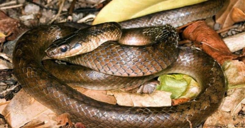 7 Spesies Ular Langka di Dunia | Popmama.com