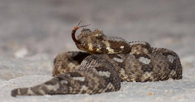 Ular Masuk Rumah Pertanda Apa? Ada Banyak Mitos | Popmama.com