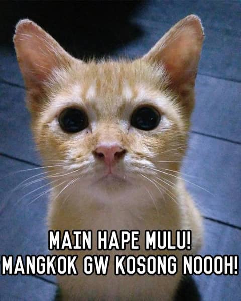 25 Foto Kucing Meme Lucu, Ekspresif dan Gemas Banget | Popmama.com
