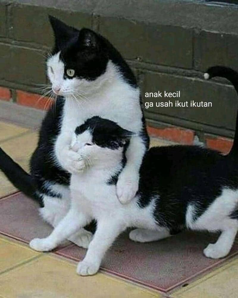 25 Foto Kucing Meme Lucu, Ekspresif dan Gemas Banget | Popmama.com