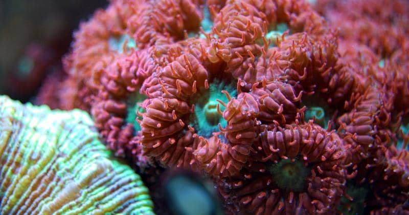 Jenis Turunan Warna Merah, Ada Merah Marun hingga Kirmizi | Popmama.com