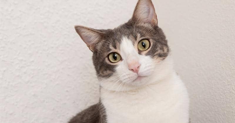 226 Ide Nama Kucing Pembawa Rezeki Inisial N-Z | Popmama.com