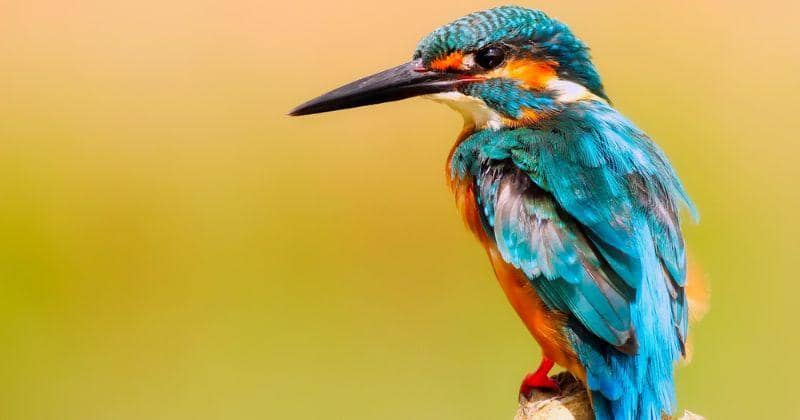 1000 Nama Burung yang Bagus Inisial A-Z Beserta Artinya | Popmama.com