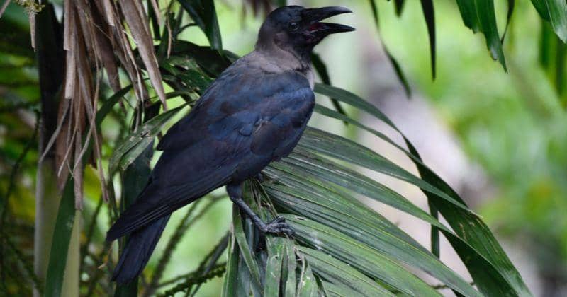 500 Nama Burung yang Bagus dan Hoki Inisial A-Z | Popmama.com