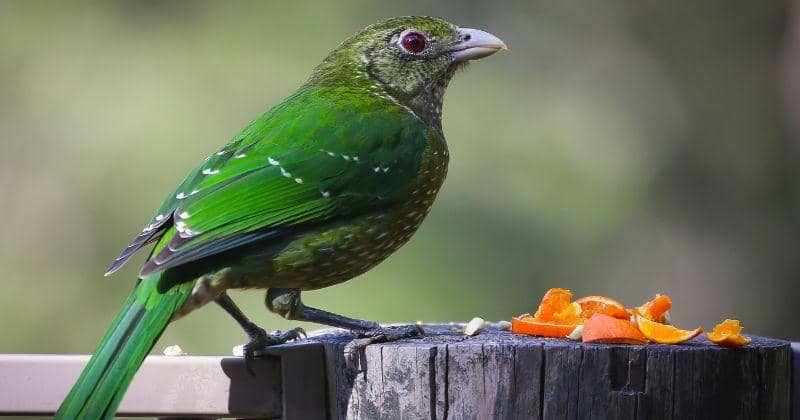 1000 Nama Burung yang Bagus Inisial A-Z Beserta Artinya | Popmama.com