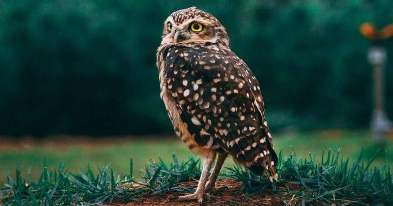 1000 Nama Burung yang Bagus Inisial A-Z Beserta Artinya | Popmama.com