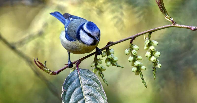 500 Nama Burung yang Bagus dan Hoki Inisial A-Z | Popmama.com