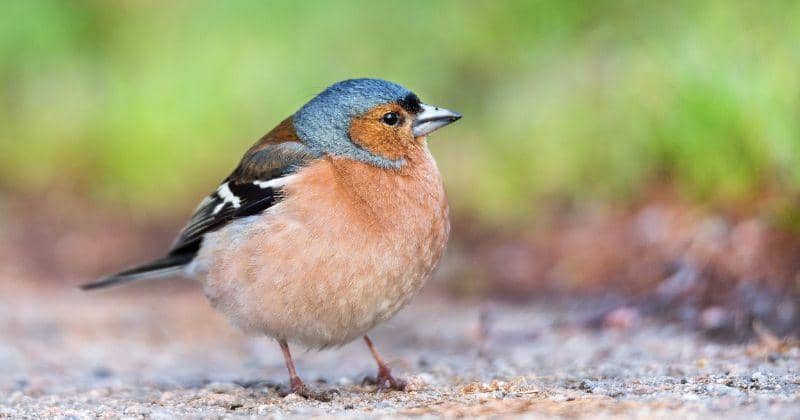 500 Nama Burung yang Bagus dan Hoki Inisial A-Z | Popmama.com