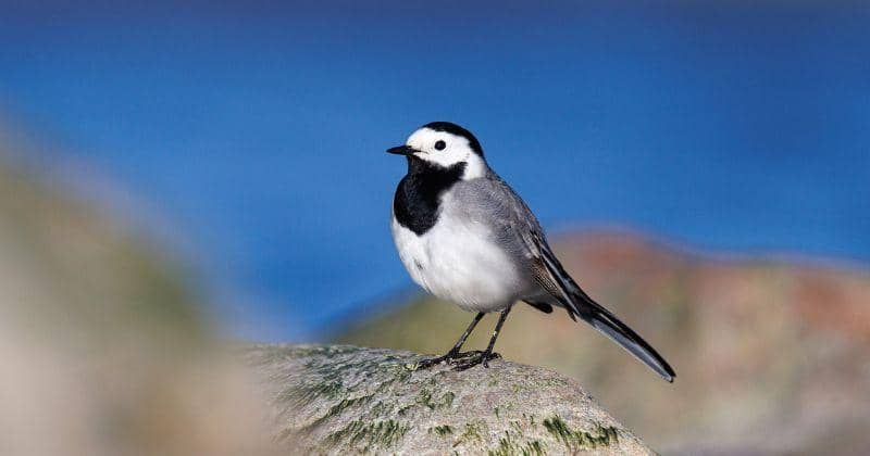 500 Nama Burung yang Bagus dan Hoki Inisial A-Z | Popmama.com