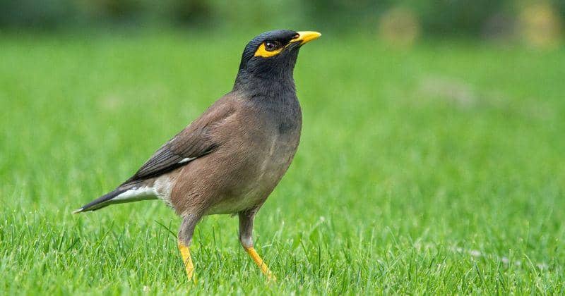 1000 Nama Burung yang Bagus Inisial A-Z Beserta Artinya | Popmama.com