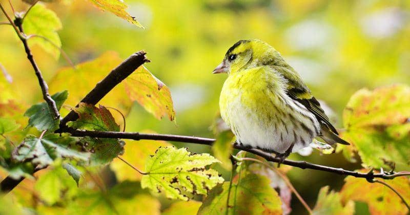 1000 Nama Burung yang Bagus Inisial A-Z Beserta Artinya | Popmama.com