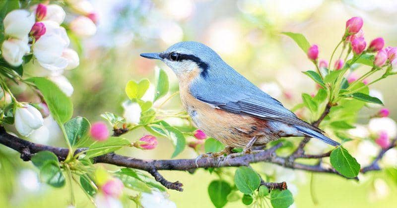 500 Nama Burung yang Bagus dan Hoki Inisial A-Z | Popmama.com