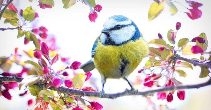1000 Nama Burung yang Bagus Inisial A-Z Beserta Artinya | Popmama.com