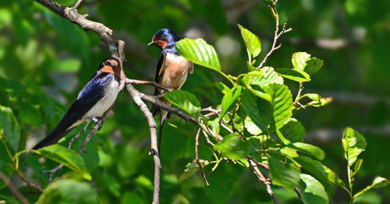 1000 Nama Burung yang Bagus Inisial A-Z Beserta Artinya | Popmama.com