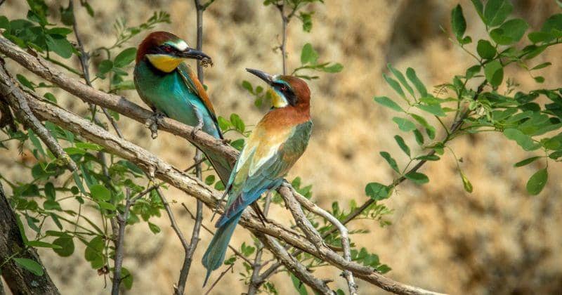 1000 Nama Burung yang Bagus Inisial A-Z Beserta Artinya | Popmama.com