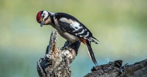 500 Nama Burung yang Bagus dan Hoki Inisial A-Z | Popmama.com