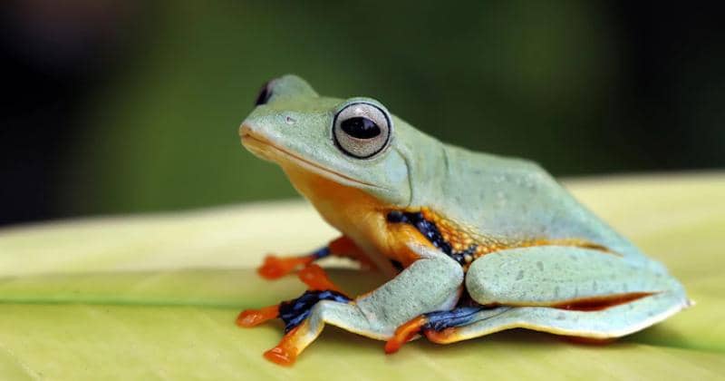 Cara dan Manfaat Melakukan Gerakan Lompat Katak untuk Anak | Popmama.com