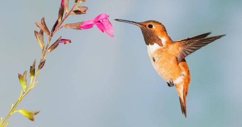 1000 Nama Burung yang Bagus Inisial A-Z Beserta Artinya | Popmama.com