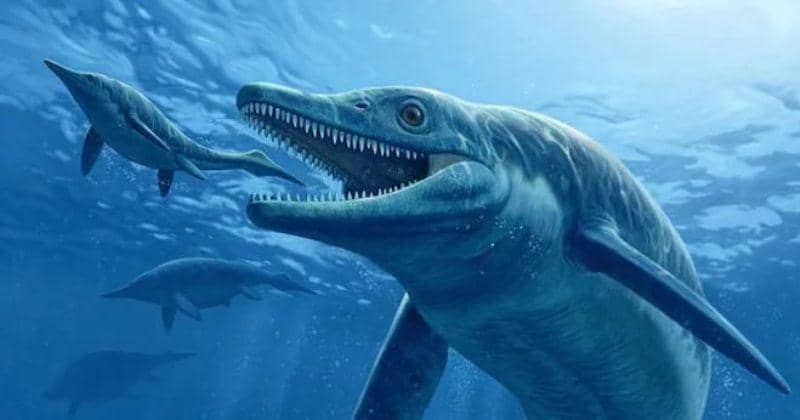 20 Monster Terbesar di Laut! Menakjubkan! | Popmama.com