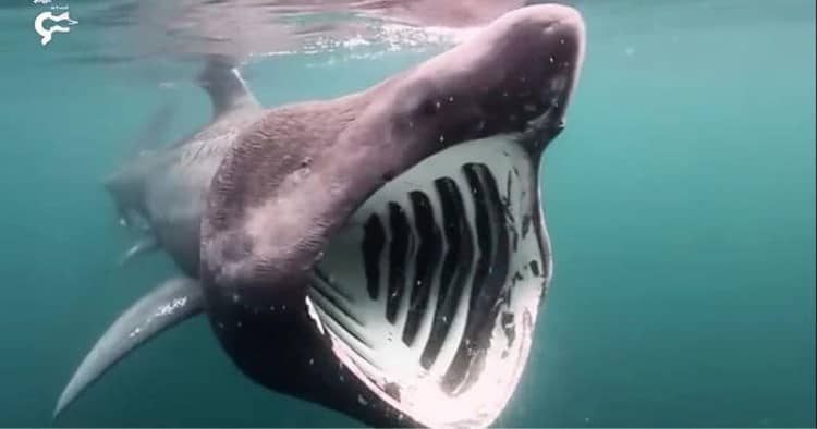 20 Monster Terbesar di Laut! Menakjubkan! | Popmama.com