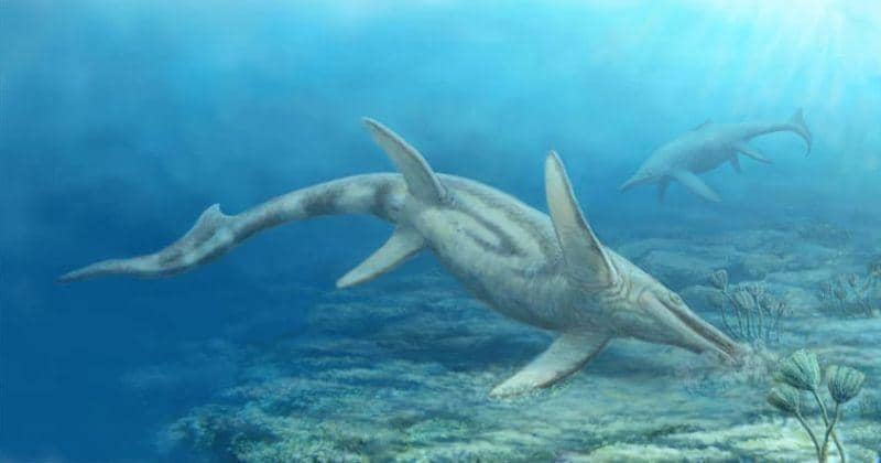 20 Monster Terbesar di Laut! Menakjubkan! | Popmama.com