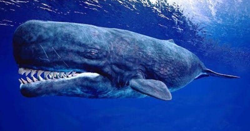 20 Monster Terbesar di Laut! Menakjubkan! | Popmama.com