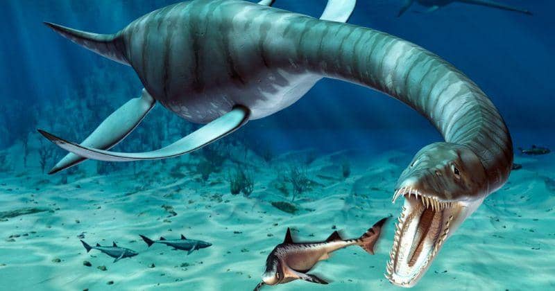 20 Monster Terbesar di Laut! Menakjubkan! | Popmama.com