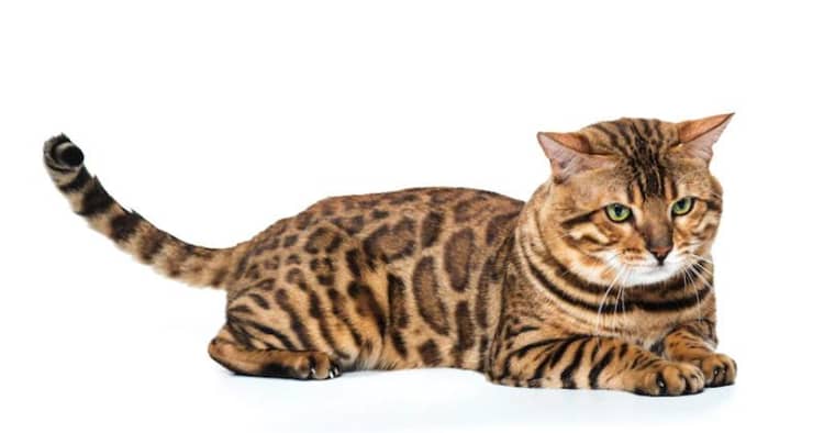 10 Ras Kucing Terbesar di Dunia, Beratnya Sampai 11,3 Kg | Popmama.com