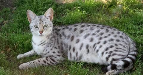 10 Ras Kucing Terbesar di Dunia, Beratnya Sampai 11,3 Kg | Popmama.com