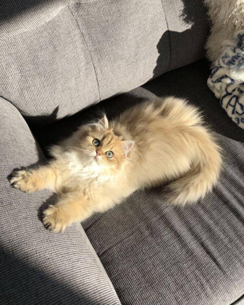 10 Ras Kucing Termahal di Dunia, Ada yang Seharga Rumah | Popmama.com