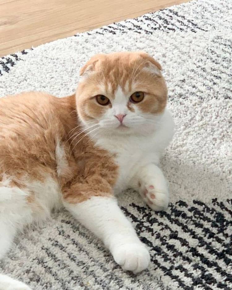 10 Ras Kucing Termahal di Dunia, Ada yang Seharga Rumah | Popmama.com