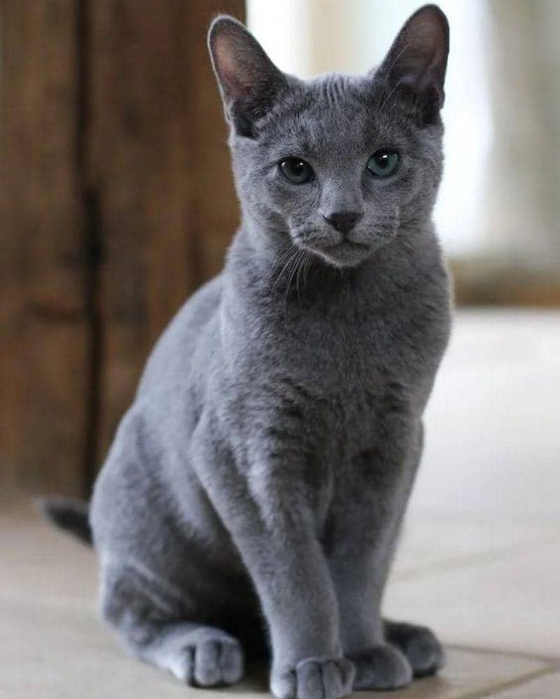 10 Ras Kucing Termahal di Dunia, Ada yang Seharga Rumah | Popmama.com