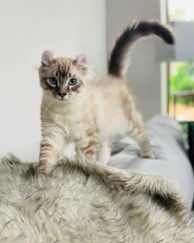 10 Ras Kucing Termahal di Dunia, Ada yang Seharga Rumah | Popmama.com