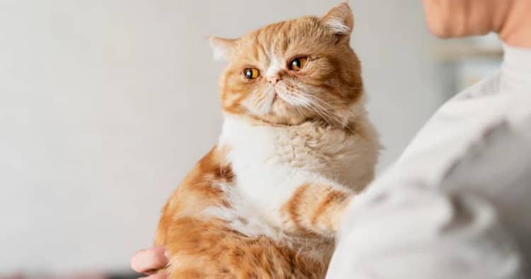 Grooming Kucing: Manfaat, Waktu, dan Prosedurnya yang Tepat | Popmama.com
