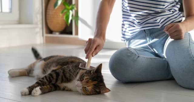 Grooming Kucing: Manfaat, Waktu, dan Prosedurnya yang Tepat | Popmama.com