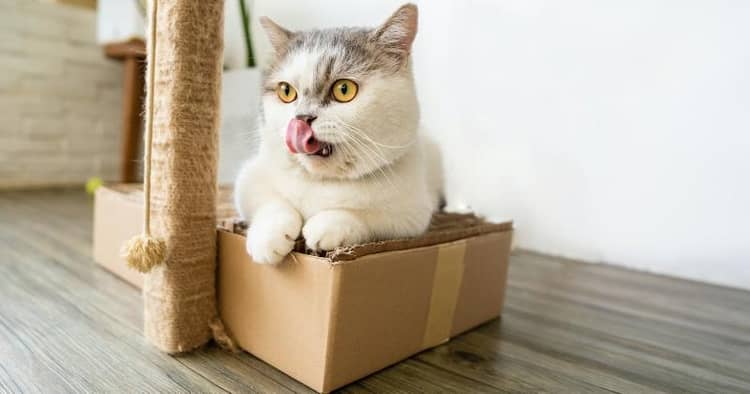 226 Ide Nama Kucing Pembawa Rezeki Inisial N-Z | Popmama.com