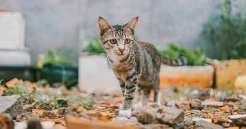 Kenapa Kucing Suka Menjilat dan Menggigit Tangan Kita? | Popmama.com