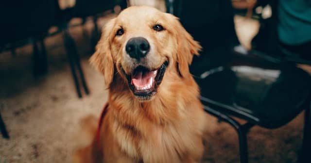 600 Nama Anjing Betina Inisial A-Z Beserta Artinya | Popmama.com