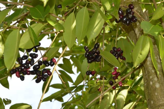 Bolehkah Ibu Hamil Makan Buah Jamblang? Ini Penjelasannya! | Popmama.com