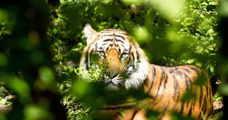 Shio Macan Cocok dengan Shio Apa Saja? Bisa Jadi Pasangan Ideal ...